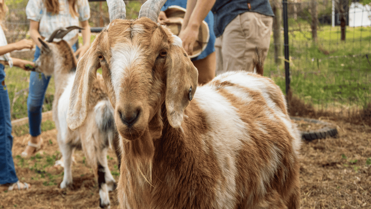 The Remarkable Benefits of Goat Milk: A Must-Have for Every Homesteade ...
